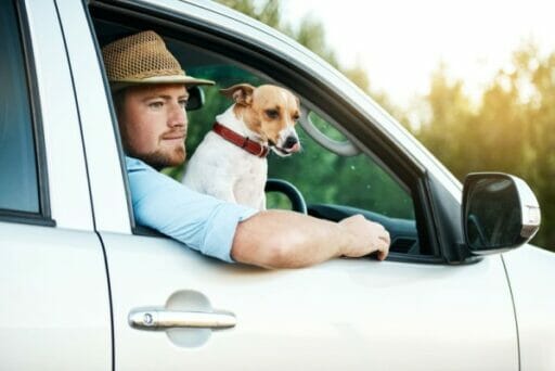 How To Become an Animal Transporter: Requirements & Opportunities