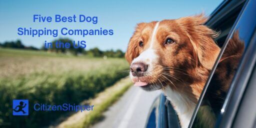 6 Best Dog Shipping Companies in 2025