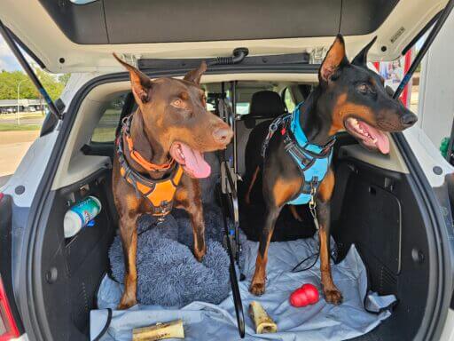 How Safe is Transporting a Dog Long Distance?