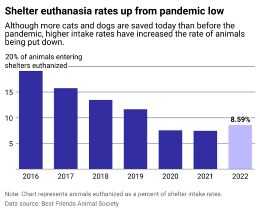 Animal Shelter Populations are Up — Here's Why and How Shelters are