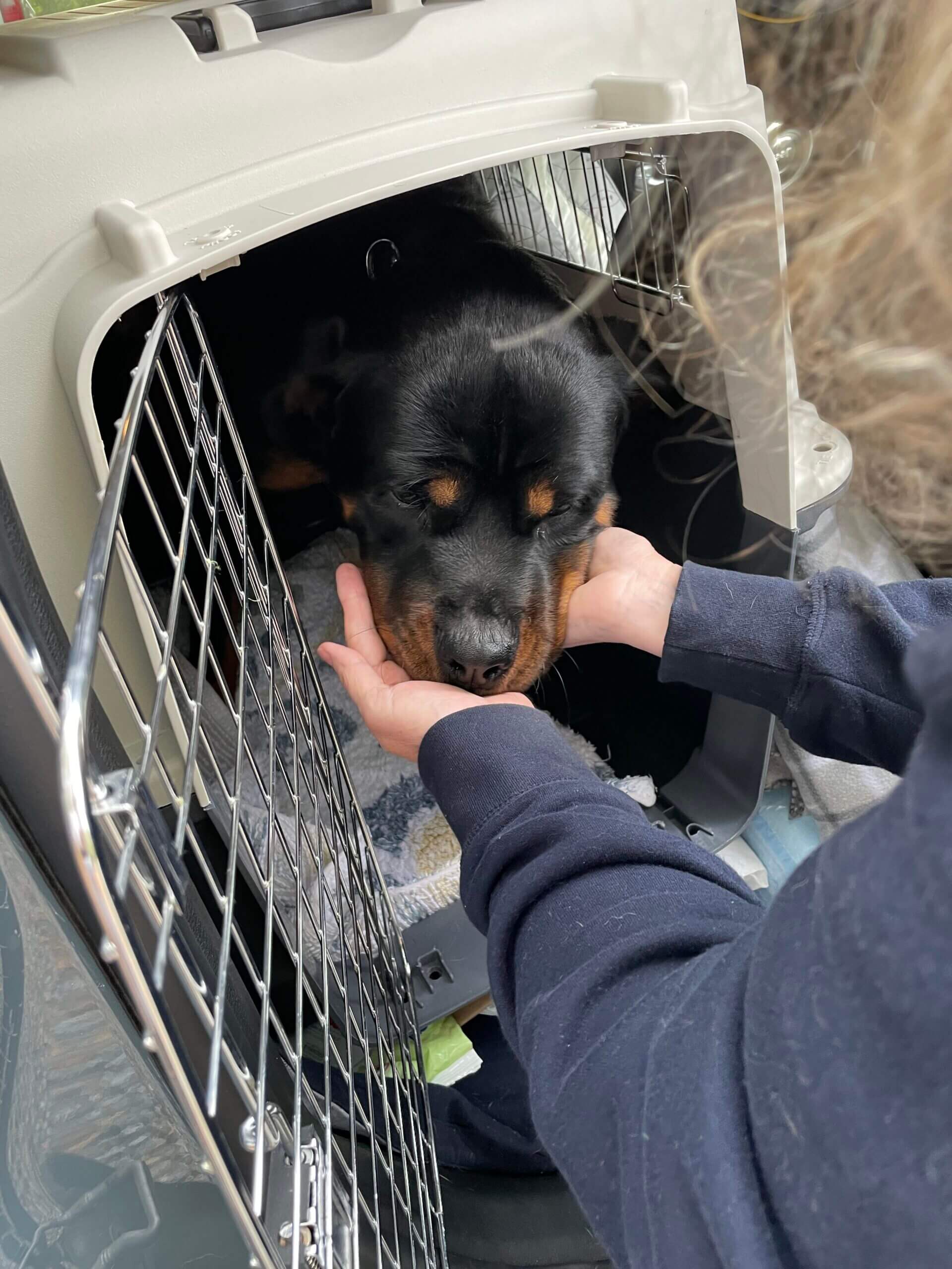 Explainer: Inside the New CDC Rules for Flying with Dogs