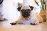 Explaining the AKC Dog Breed Groups: Toy Group Dogs