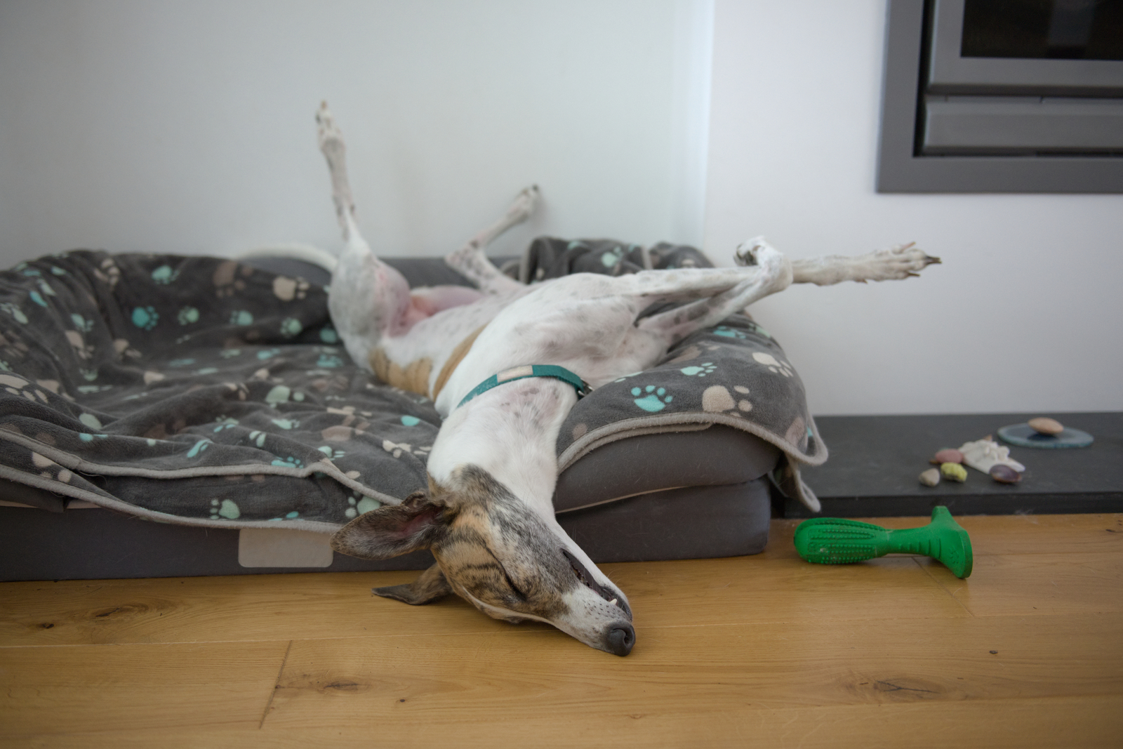 10 Surprising Greyhound Facts: Speed, History & Gentle Nature