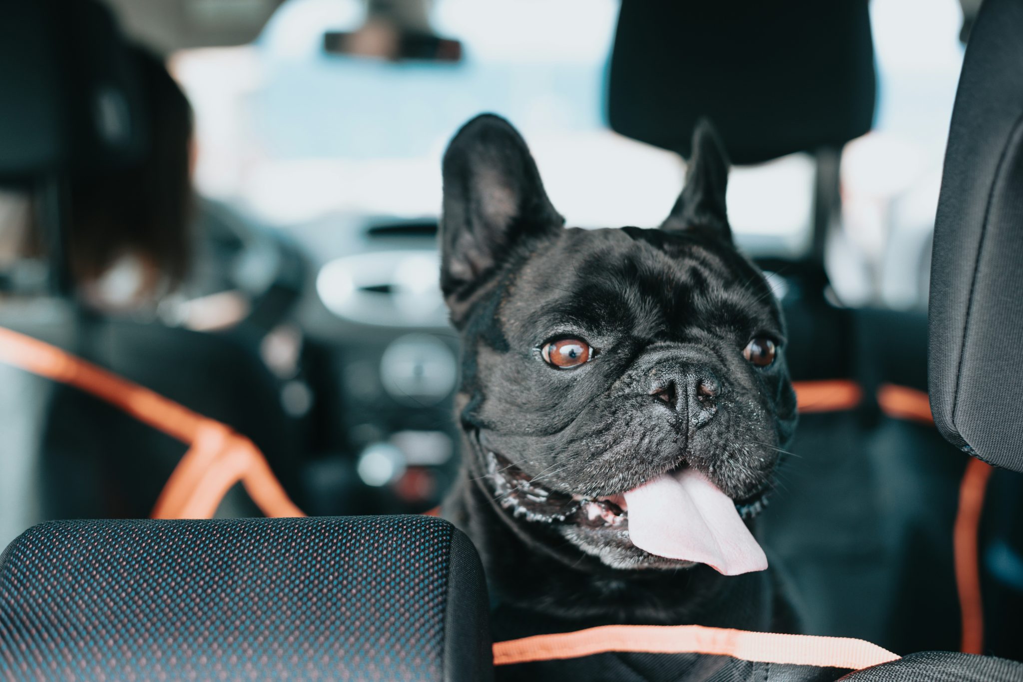 10 Dog Breeds With Human-Like Faces
