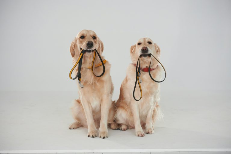 10 Dog Breeds With Human-Like Faces