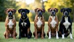 18 Surprising Boxer Dog Facts: Traits, Care & History