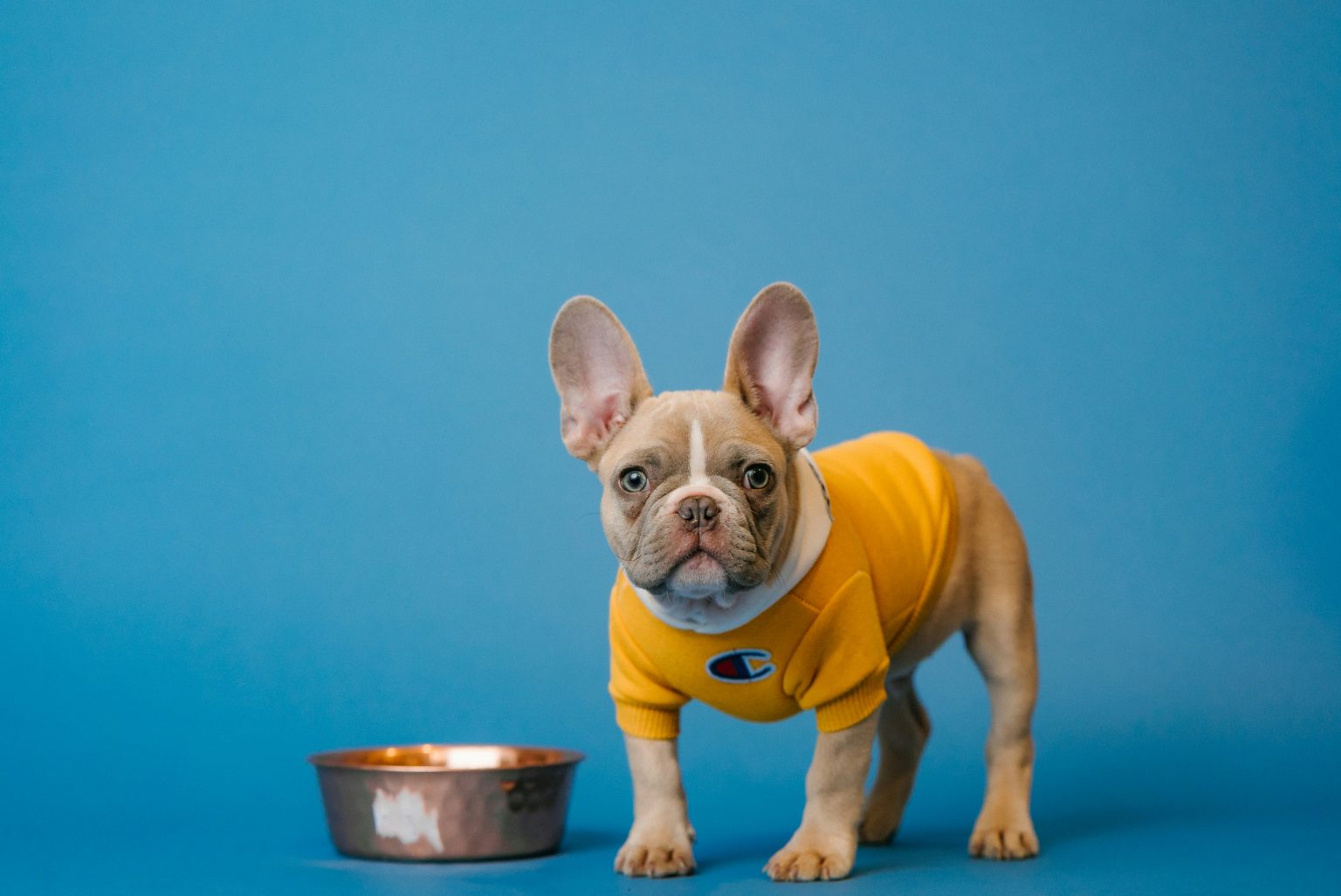 10 Dog Breeds With Human-Like Faces