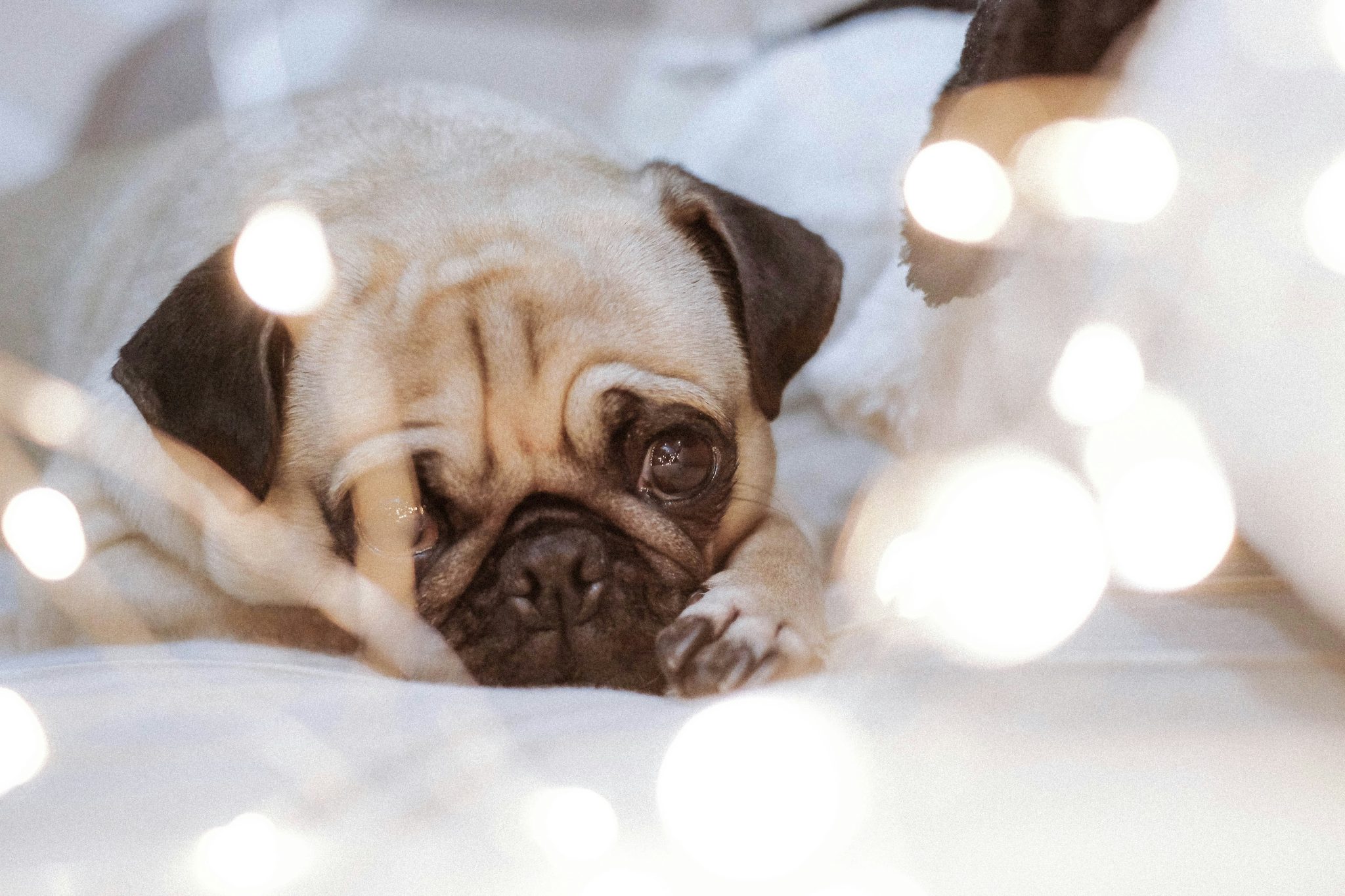 10 Dog Breeds With Human-Like Faces