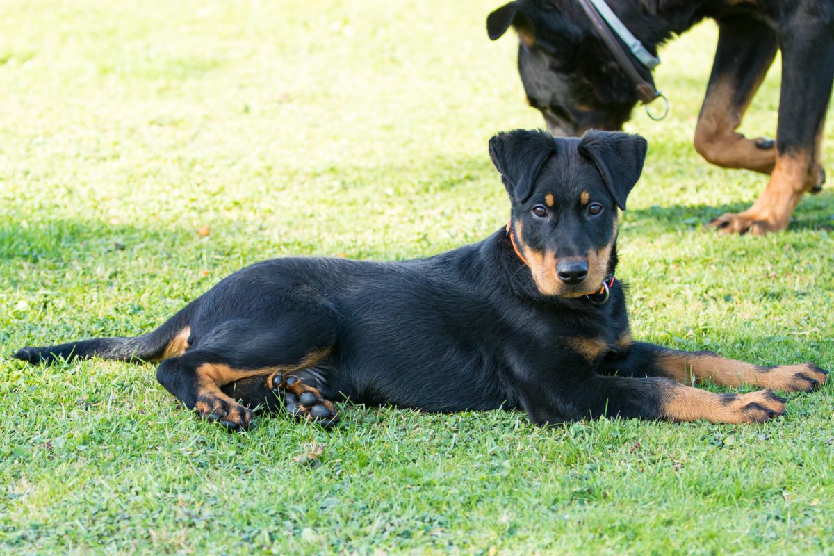Beauceron vs Rottweiler: Key Differences Between Guard Dogs
