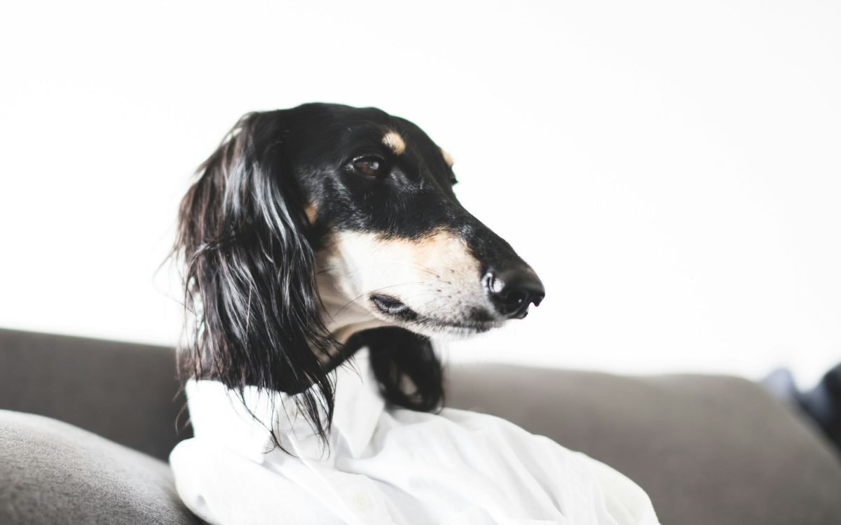 Saluki vs Greyhound: Speed, Size & Traits of Top Sighthounds