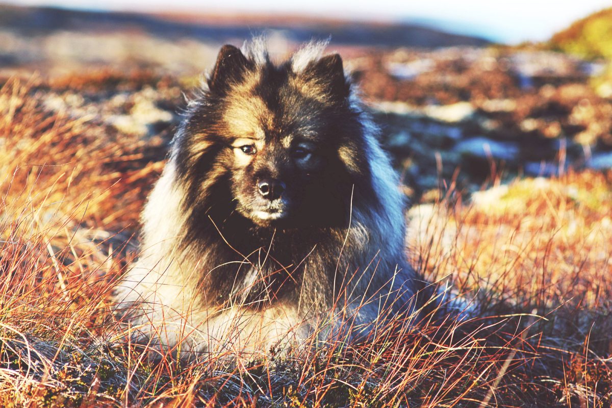 21 Best Keeshond Names: Unique Choices for Your Fluffy Friend