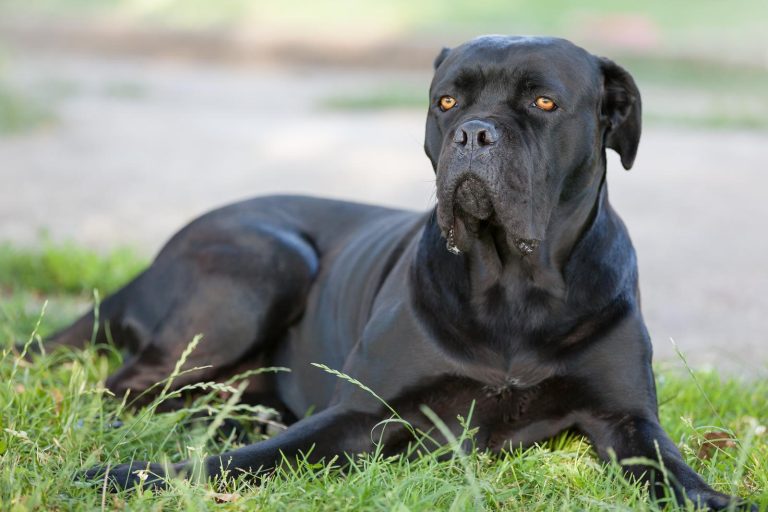 Ultimate Cane Corso Grooming Guide: Tips for a Healthy Coat
