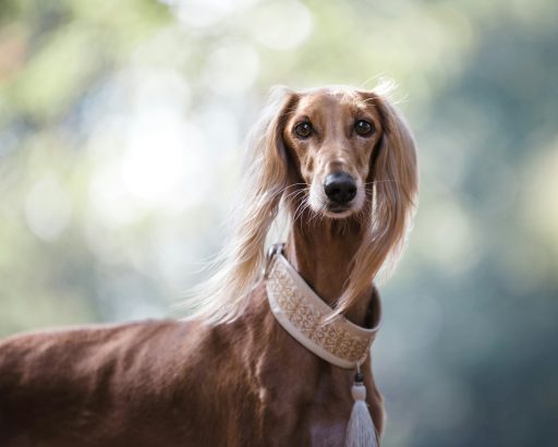 Saluki vs Greyhound: Speed, Size & Traits of Top Sighthounds