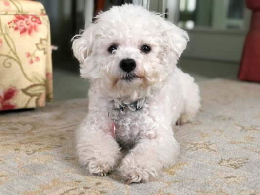 10 Popular Purse Dog Breeds: Tiny Companions