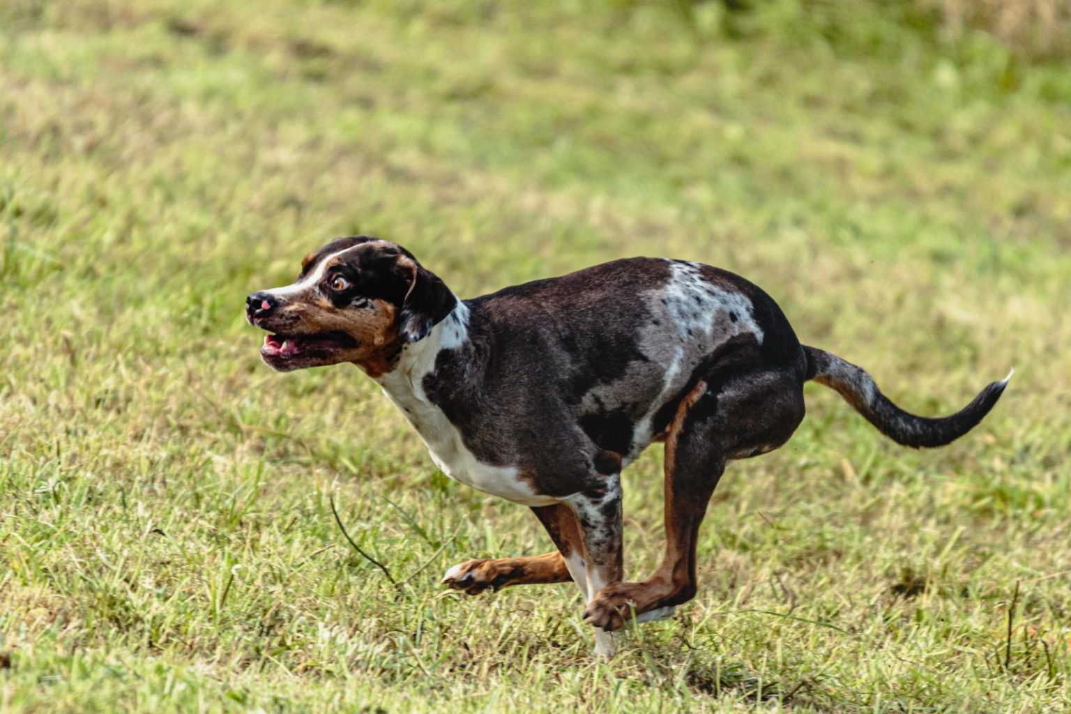 Top 5 Catahoula Leopard Dog Names: Trendy Picks for 2025
