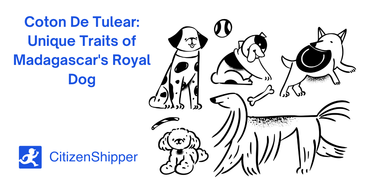 Coton De Tulear: Unique Traits of Madagascar's Royal Dog