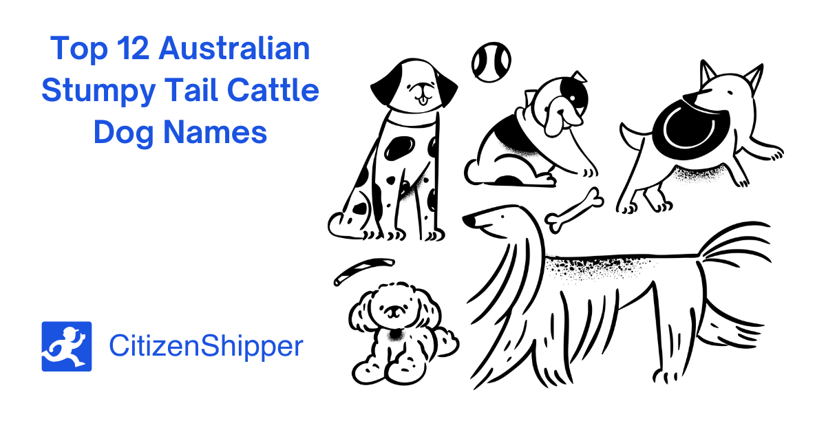 Top 12 Australian Stumpy Tail Cattle Dog Names for 2025