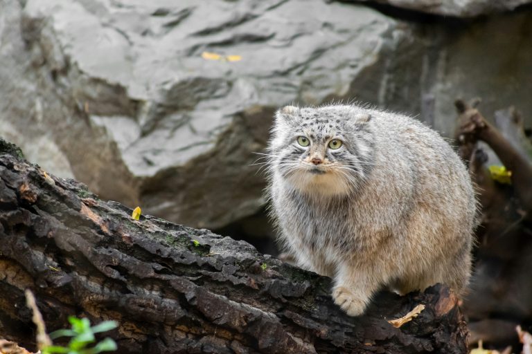 14 Rare Cat Breeds You've Never Seen: Unique Feline Treasures