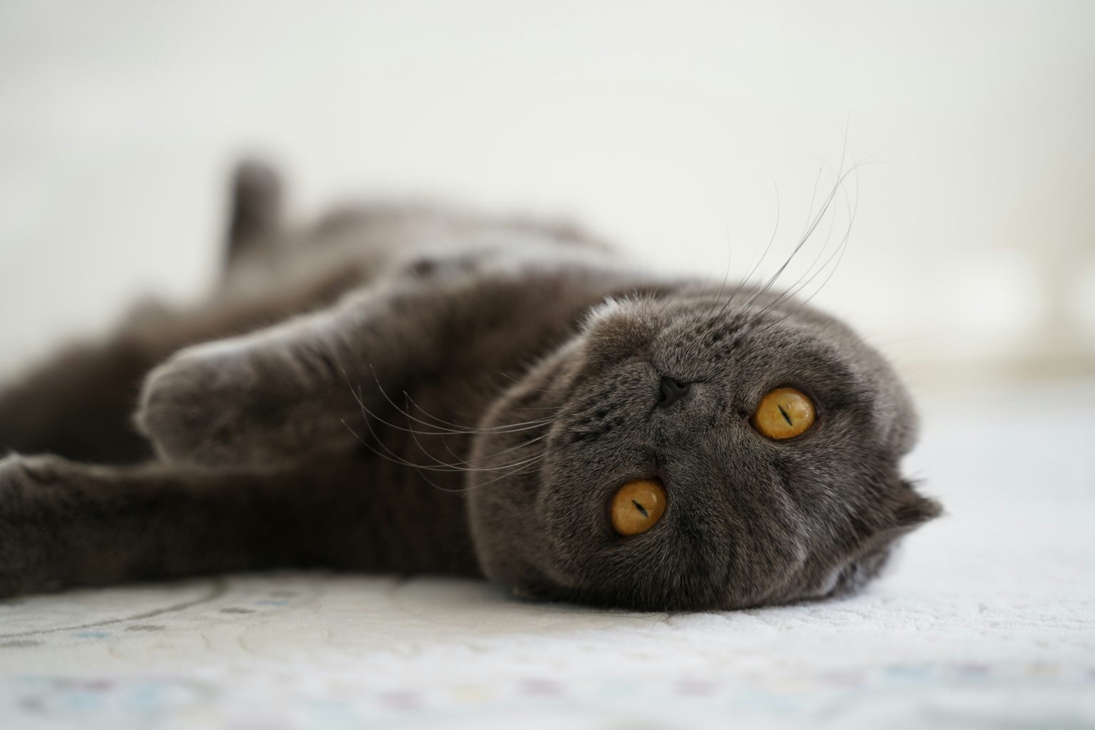 14 Rare Cat Breeds You've Never Seen: Unique Feline Treasures