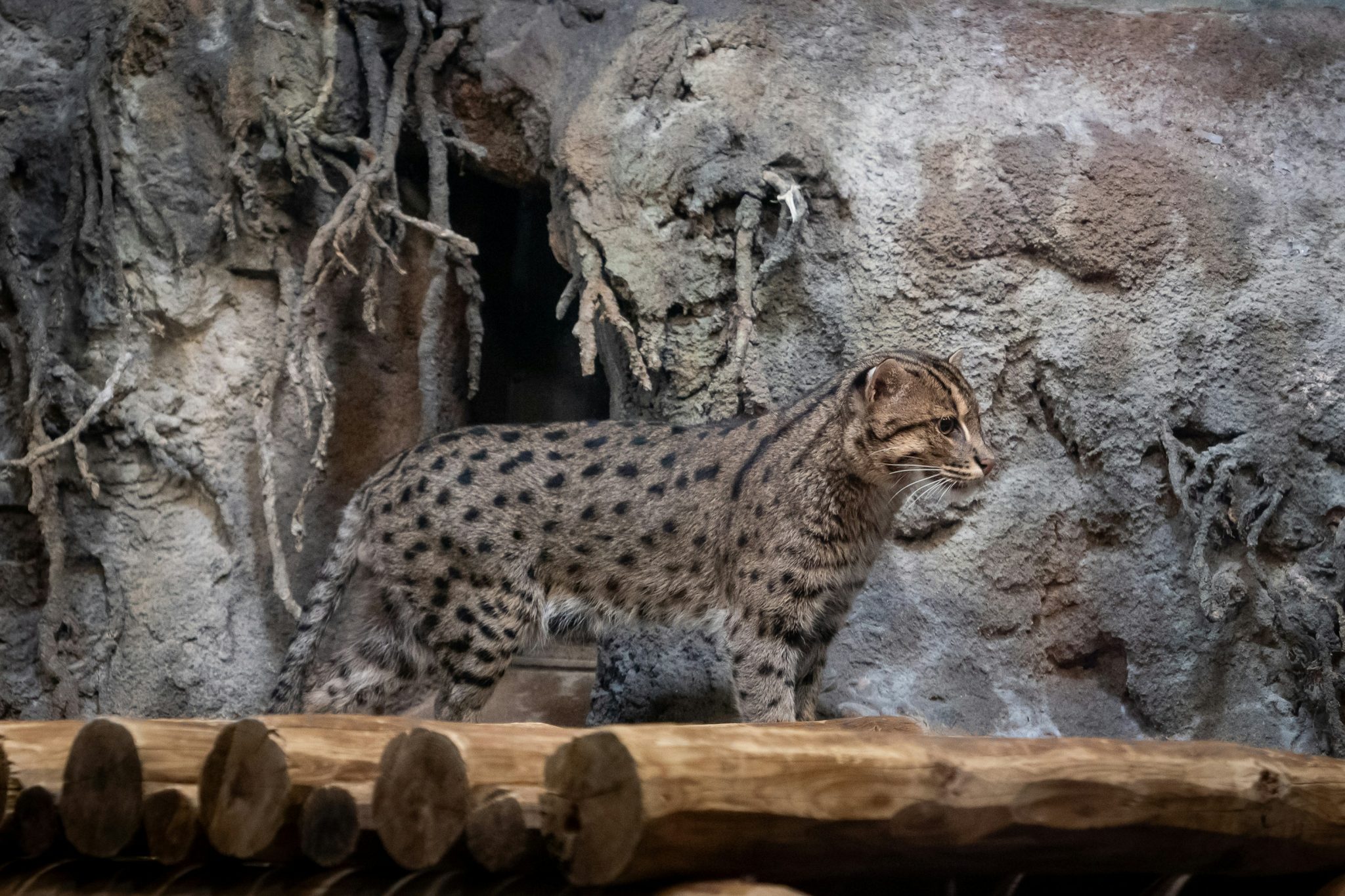 14 Rare Cat Breeds You've Never Seen: Unique Feline Treasures